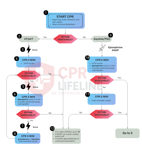 Understanding ACLS Algorithm - cprlifeline