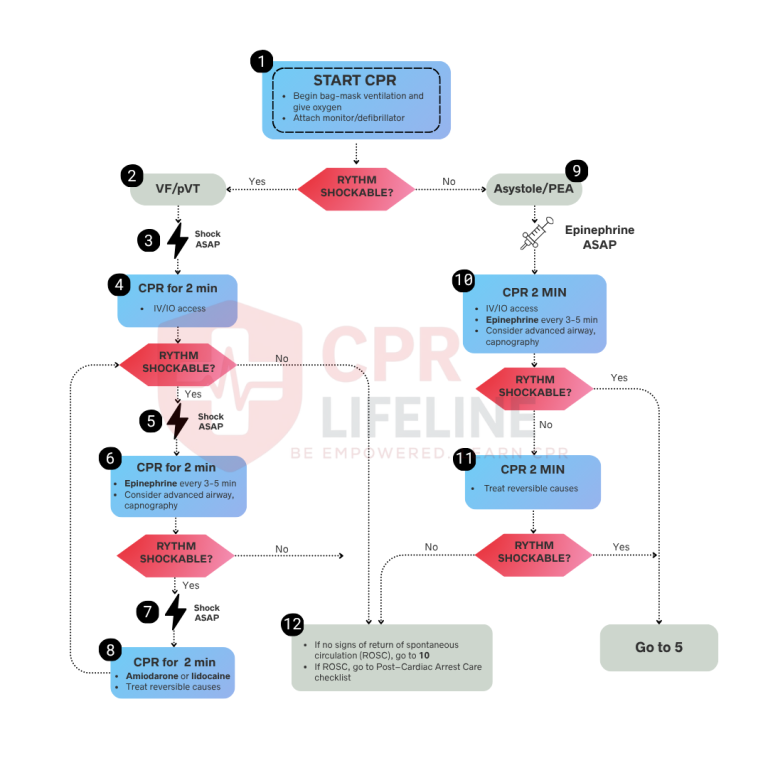 PALS Algorithm: New Updated 2025 AHA Guidelines